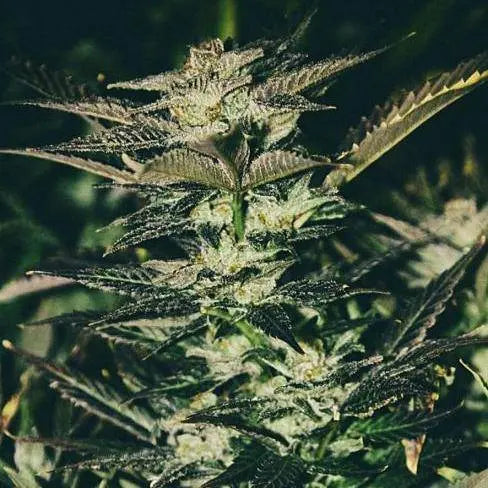 Jupiter OG Kush Feminisiert - HanfHeld